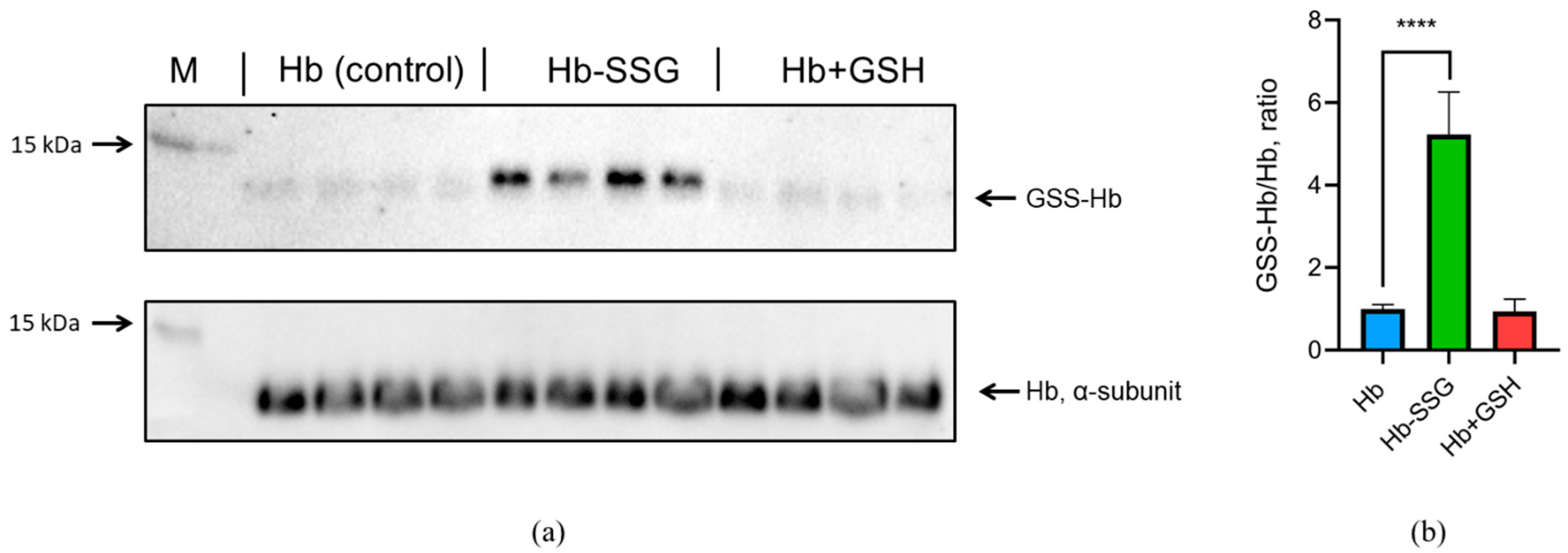 Changes in Hemoglobin Properties in Complex with Glutathione and after Glutathionylation
