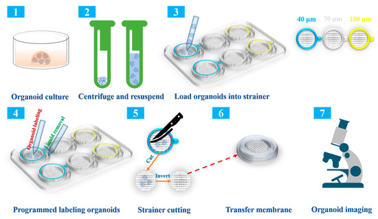 IJMS | Free Full-Text | A Strainer-Based Platform for the Collection ...