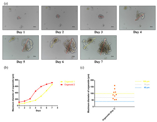 IJMS | Free Full-Text | A Strainer-Based Platform for the Collection ...