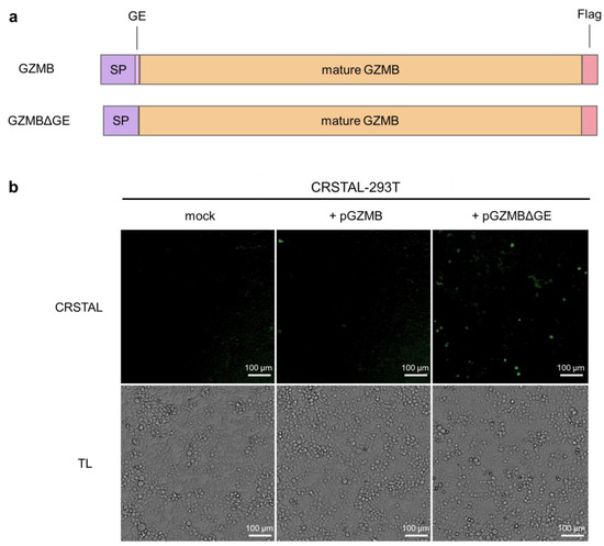 A Genetically Encoded Dark-to-Bright Biosensor for Visualisation of ...