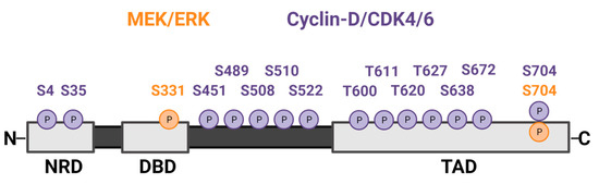 FOXM1, MEK, and CDK4/6: New Targets for Malignant Peripheral Nerve Sheath Tumor Therapy