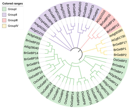 Genome-Wide Identification and Expression Analysis of BrGeBP Genes ...
