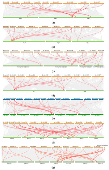 Analysis of WAK Genes in Nine Cruciferous Species with a Focus on ...