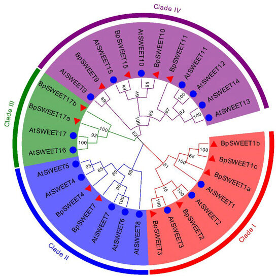 IJMS | Free Full-Text | An Insight of Betula platyphylla SWEET Gene Family through Genome-Wide ...