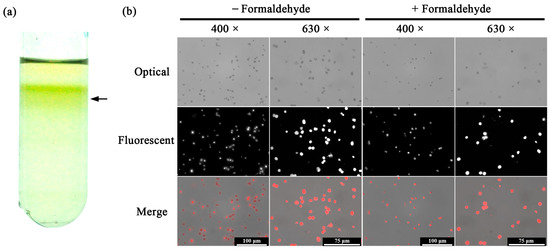Organelle Imaging with Terahertz Scattering-Type Scanning Near-Field ...