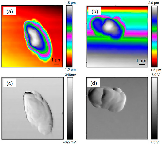 Organelle Imaging with Terahertz Scattering-Type Scanning Near-Field ...
