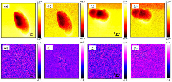 Organelle Imaging with Terahertz Scattering-Type Scanning Near-Field ...