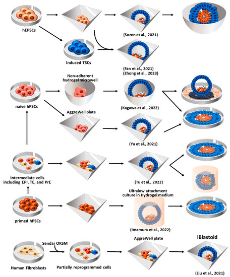 In Vitro Embryogenesis and Gastrulation Using Stem Cells in Mice and Humans