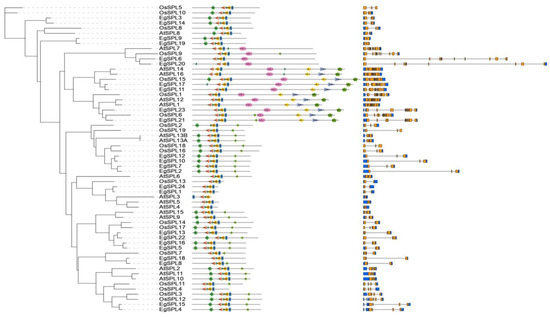 Genome-Wide Analysis of SPL/miR156 Module and Its Expression Analysis ...