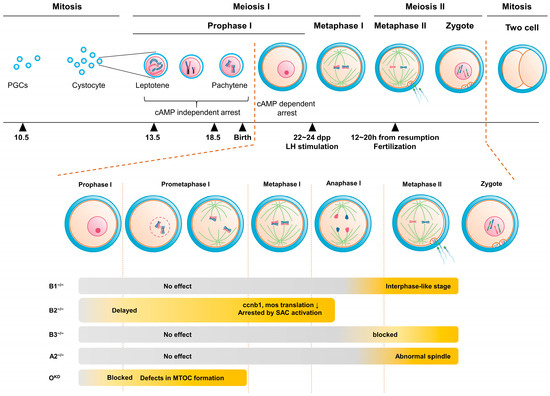 Meiosis Cycle