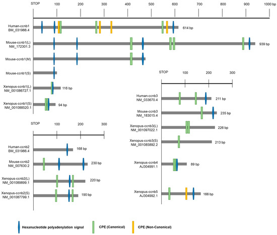 Meiotic Cell Cycle Progression in Mouse Oocytes: Role of Cyclins