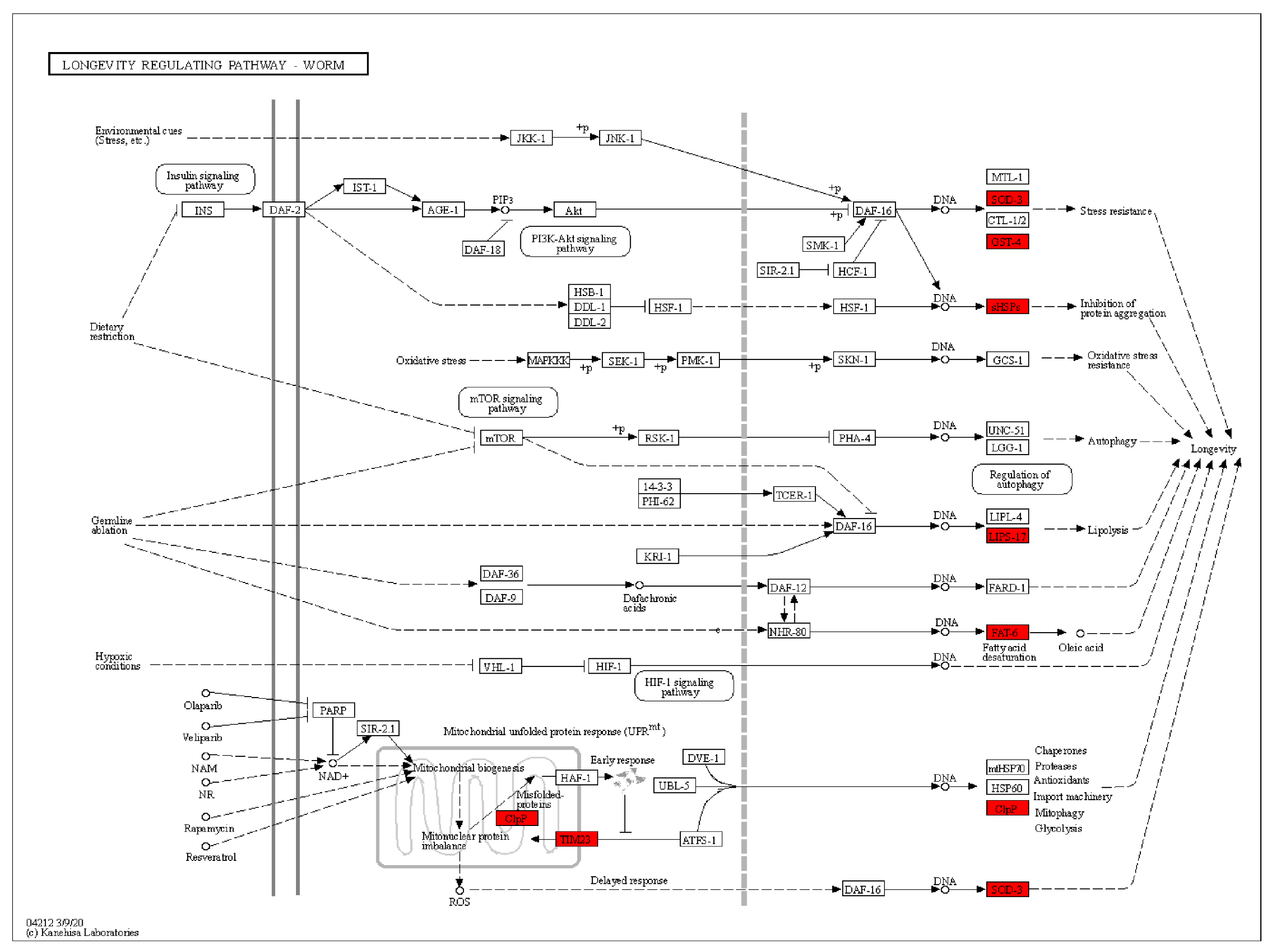 IJMS | Free Full-Text | APPA Increases Lifespan and Stress Resistance ...