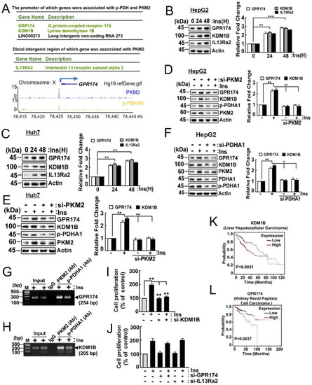 Association of Phosphorylated Pyruvate Dehydrogenase with Pyruvate ...