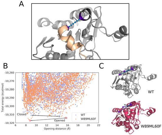 Enhancing the Hydrolytic Activity of a Lipase towards Larger ...