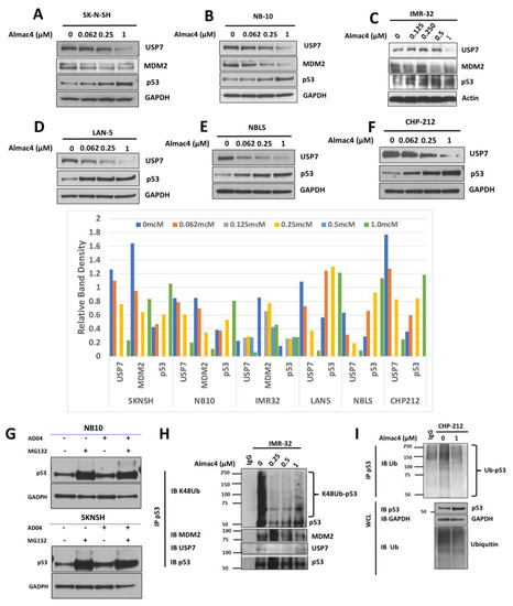 USP7 Inhibition Suppresses Neuroblastoma Growth via Induction of p53 ...