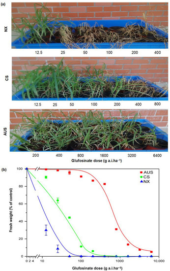 Effects of Biological Nitrogen Metabolism on Glufosinate-Susceptible ...
