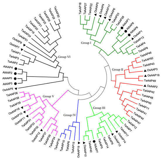 Genome-Wide Analysis of the Amino Acid Permeases Gene Family in Wheat ...