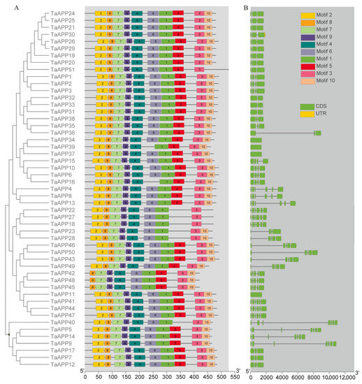 Genome-Wide Analysis of the Amino Acid Permeases Gene Family in Wheat ...