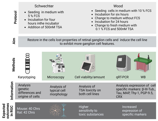 IJMS | Free Full-Text | A Case Study from the Past: “The RGC-5 vs. the 661W Cell Line ...