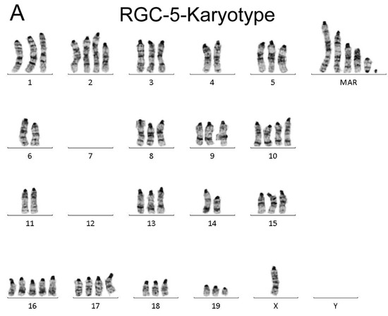 IJMS | Free Full-Text | A Case Study from the Past: “The RGC-5 vs. the 661W Cell Line ...