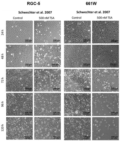 IJMS | Free Full-Text | A Case Study from the Past: “The RGC-5 vs. the 661W Cell Line ...