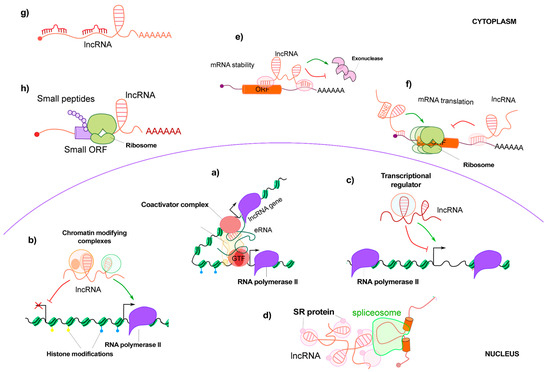 IJMS | Free Full-Text | The Role of Long Non-Coding RNAs in ...