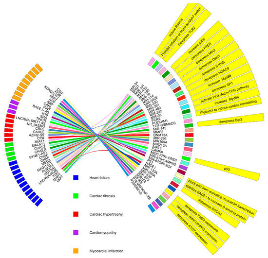 IJMS | Free Full-Text | The Role of Long Non-Coding RNAs in ...