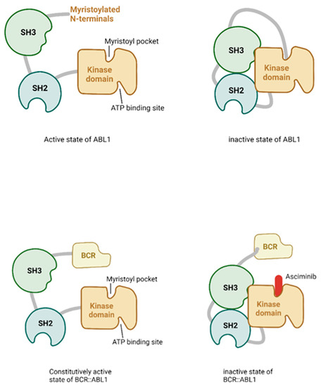 Genetic Landscape of Chronic Myeloid Leukemia and a Novel Targeted Drug ...