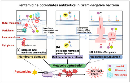 The Properties of Linezolid, Rifampicin, and Vancomycin, as Well as the ...