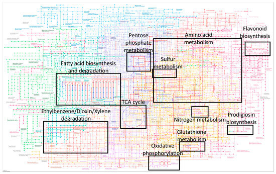 IJMS | Free Full-Text | Adaptation of the Endolithic Biome in Antarctic ...