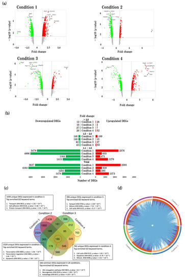 Investigation into Molecular Brain Aging in Senescence-Accelerated ...