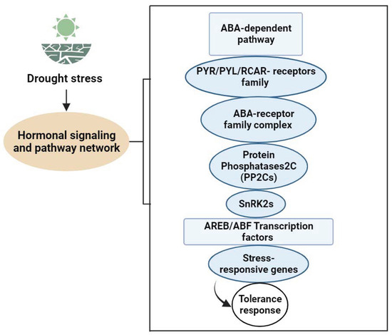 Drought Stress Tolerance in Vegetables: The Functional Role of ...