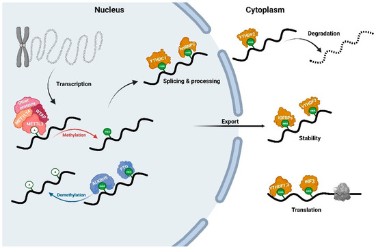 Ijms Free Full Text Emerging Roles For Dna 6ma And Rna M6a