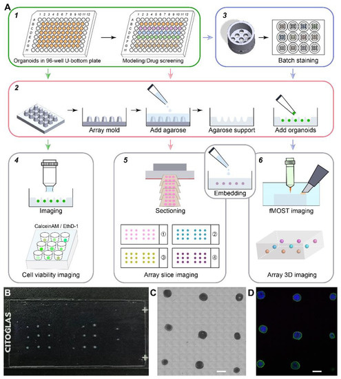 Cerebral Organoid Arrays for Batch Phenotypic Analysis in Sections and ...