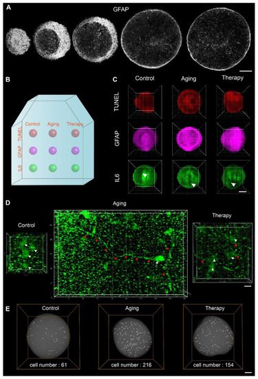 Cerebral Organoid Arrays for Batch Phenotypic Analysis in Sections and ...