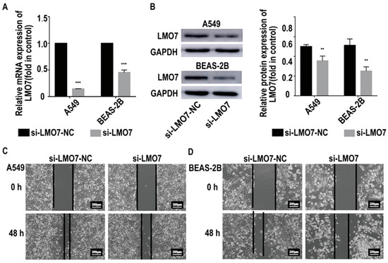 Novel Long Non-Coding RNA (lncRNA) Transcript AL137782.1 Promotes the ...