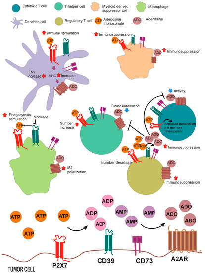 The P2X7 Receptor in Oncogenesis and Metastatic Dissemination: New ...