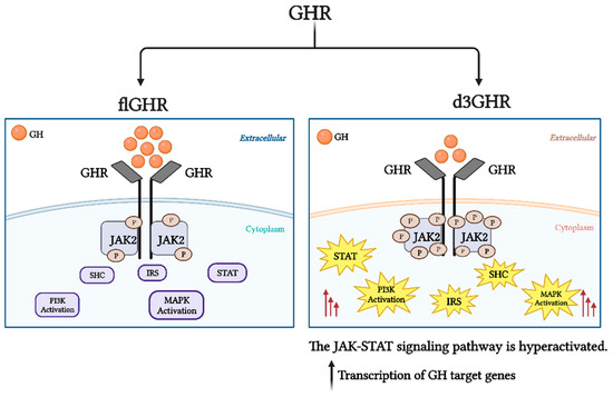 The Exon 3-Deleted Growth Hormone Receptor (d3GHR) Polymorphism—A ...