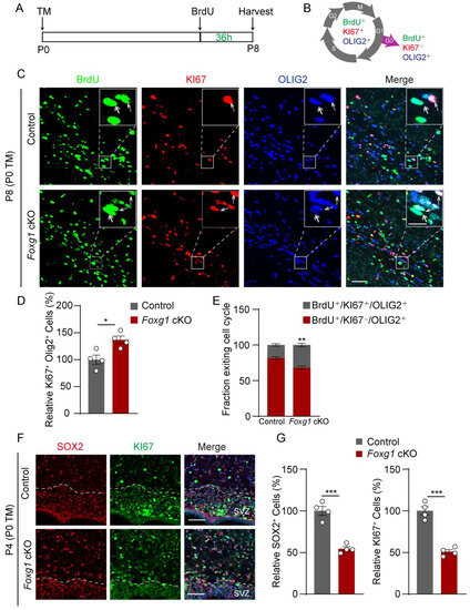 Conditional Deletion of Foxg1 Delayed Myelination during Early ...