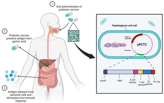 A Novel Probiotic-Based Oral Vaccine against SARS-CoV-2 Omicron Variant ...