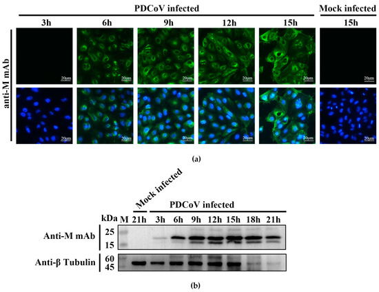 Identification of a Monoclonal Antibody against Porcine Deltacoronavirus Membrane Protein