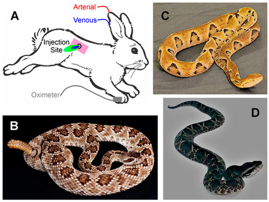 IJMS | Free Full-Text | Novel Toxicodynamic Model of Subcutaneous ...