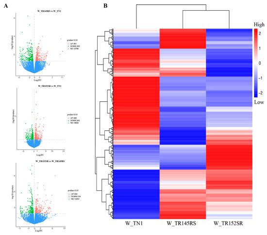 Expression Analysis Reveals Differentially Expressed Genes in BPH and ...