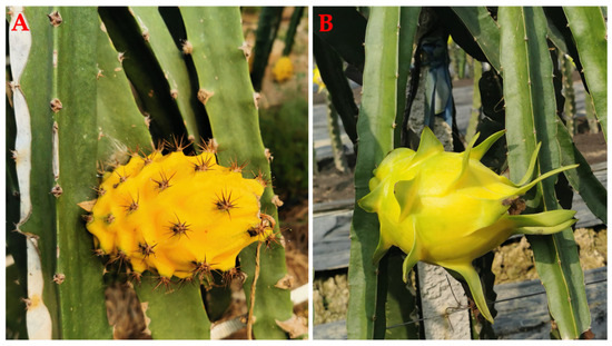 Pitaya Nutrition, Biology, and Biotechnology: A Review