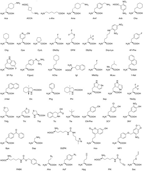 IJMS | Free Full-Text | Non-Canonical Amino Acids in Analyses of Protease Structure and Function