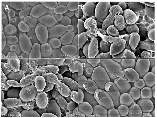 Antifungal Efficacy of Antimicrobial Peptide Octominin II against ...