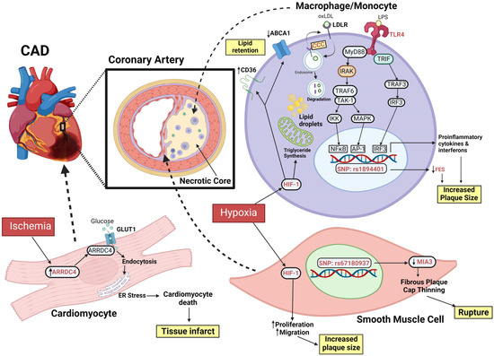 IJMS | Free Full-Text | Applications of Genome Editing Technologies in ...