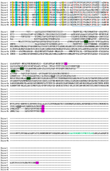 Characteristics of Shisa Family Genes in Zebrafish