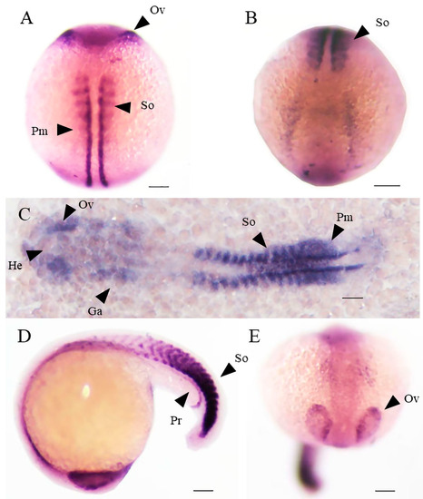 Characteristics of Shisa Family Genes in Zebrafish