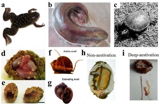 Aestivation in Nature: Physiological Strategies and Evolutionary ...